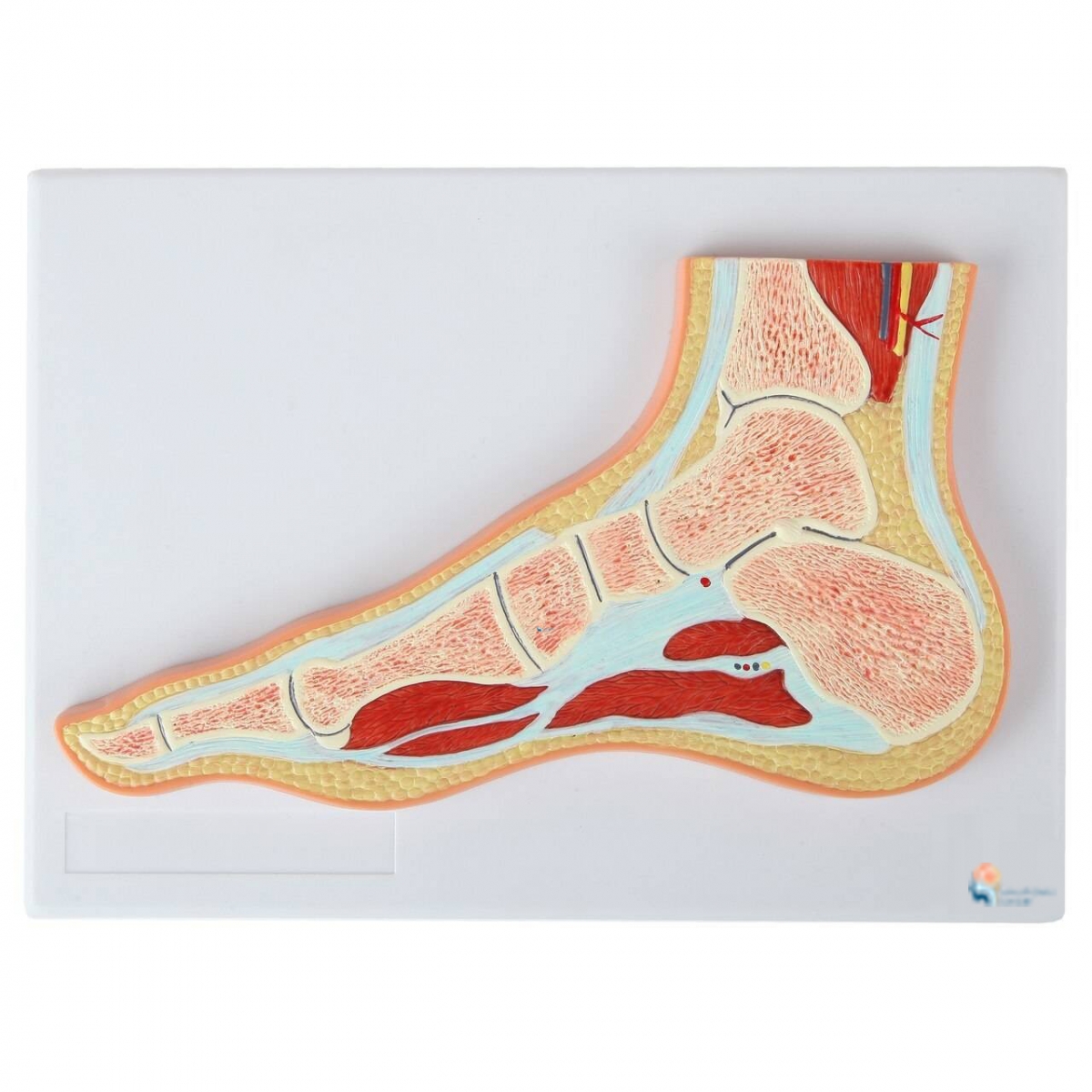Myaskro Joint Cross-Section Anatomy Model Bundle